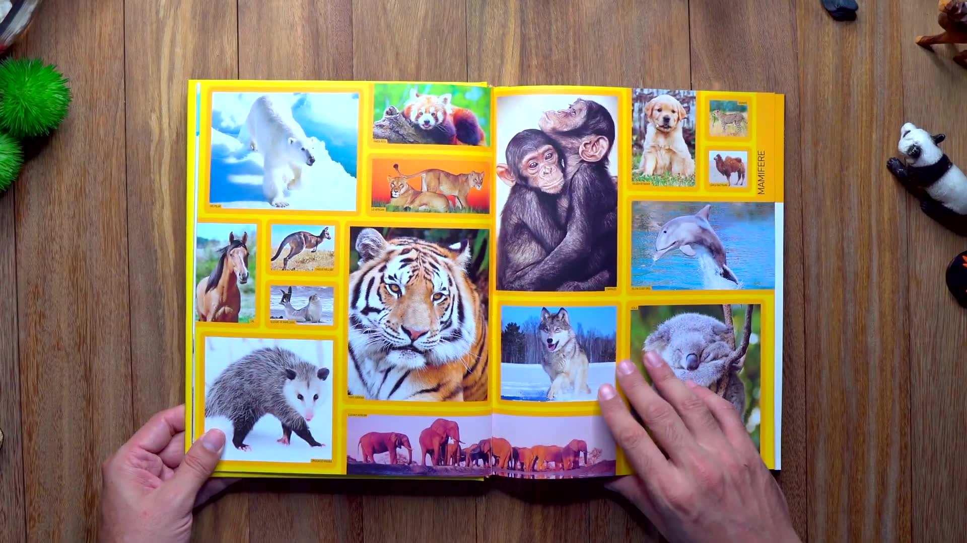 Enciclopedia Animalelor. 2500 De Animale - eMAG.ro