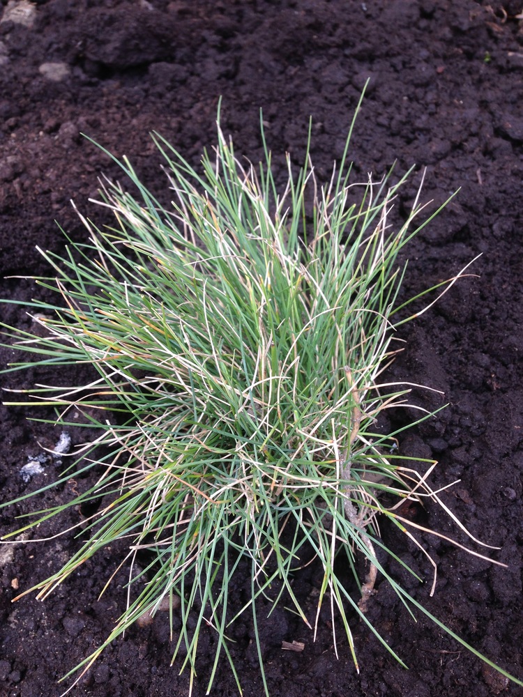 Iarba albastra - Festuca glauca - eMAG.ro