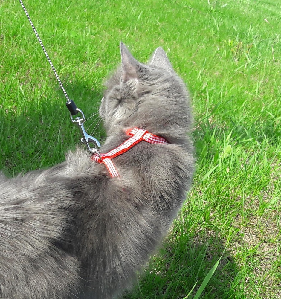 Ham pisica Pet Pro Shop - Ham rosu pentru pisici de talie mica cu ...