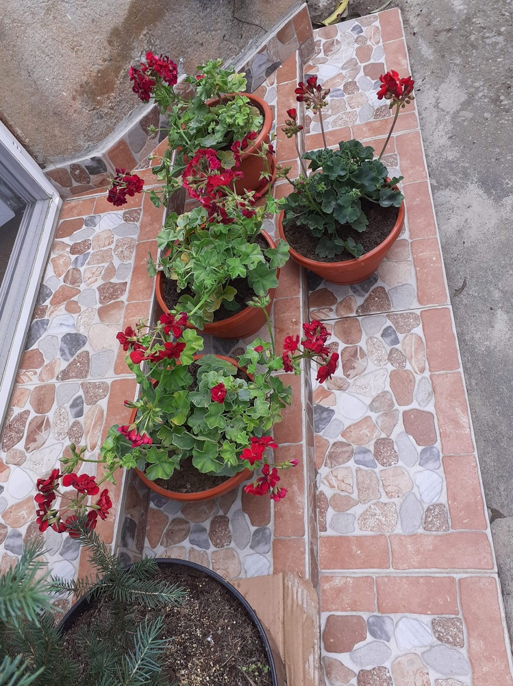 Muscate curgatoare Pelargonium, ghiveci 10 cm - eMAG.ro