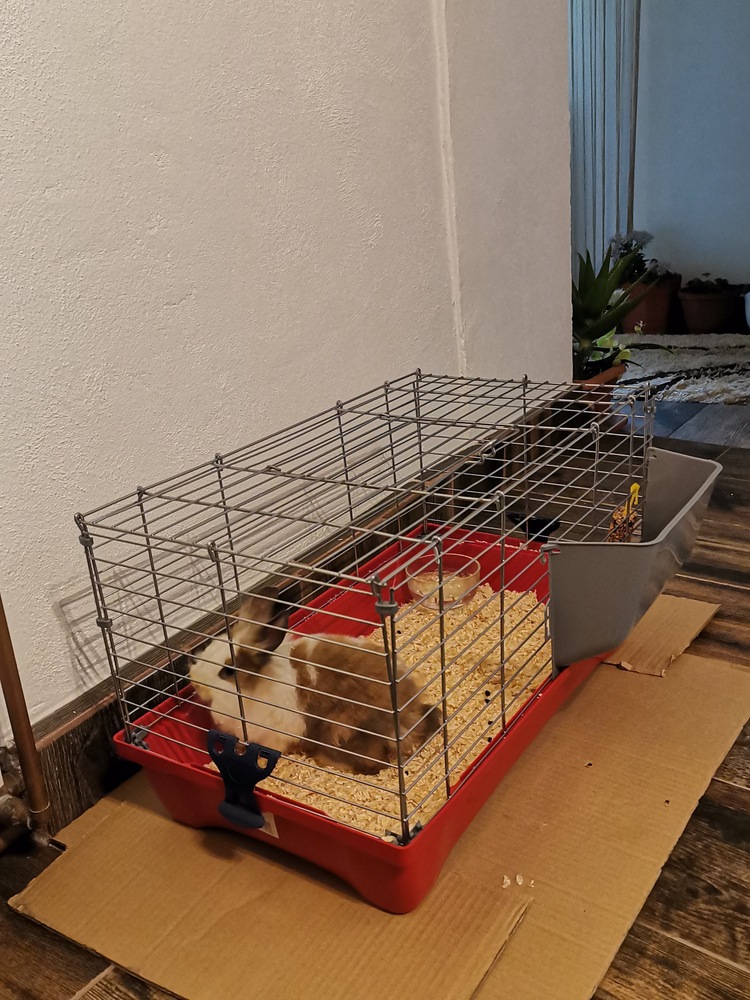 Cusca Iepuri MPS Felix G 112, 58 x 32 x 31h cm - eMAG.ro