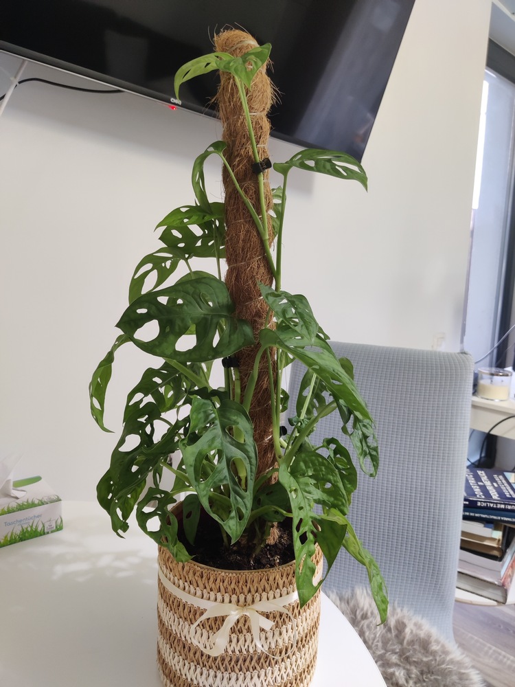 Arac din fibra cocos inaltime 60cm pentru sustinere plante decorative ...