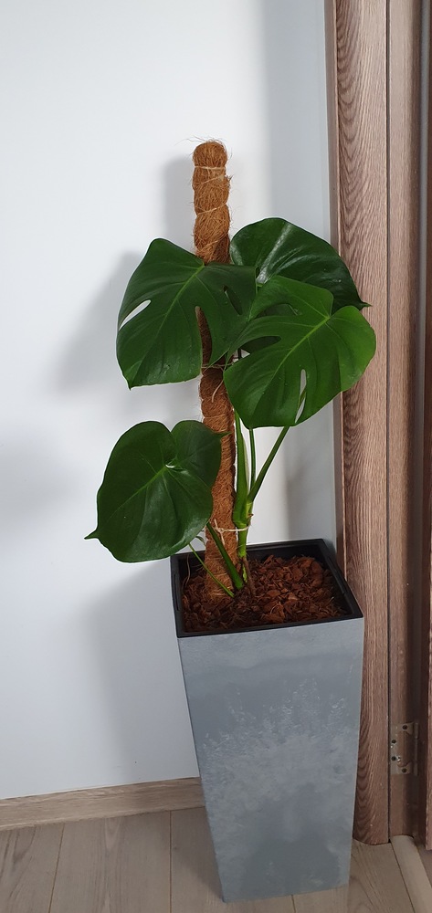 Arac din fibra cocos inaltime 60cm pentru sustinere plante decorative ...