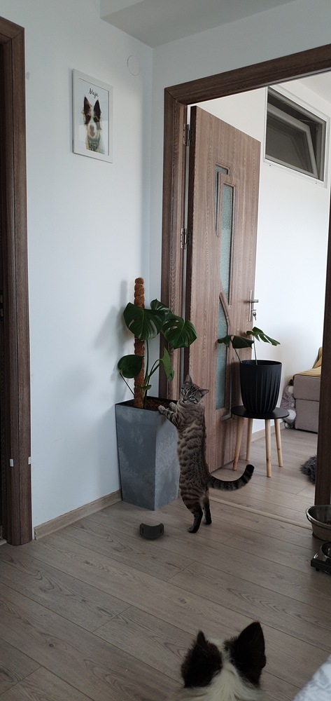 Arac din fibra cocos inaltime 60cm pentru sustinere plante decorative ...