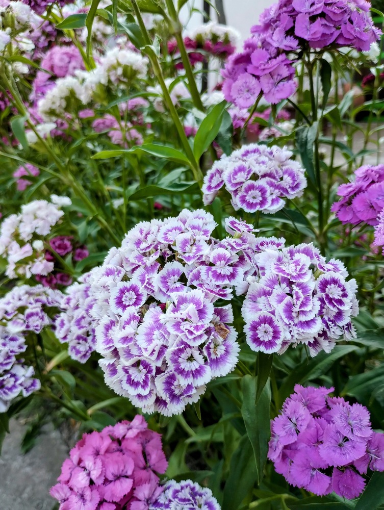 Telefon mobil Motorola Moto g52, Dual SIM, 128GB, 6GB RAM, 4G, Glacier ...