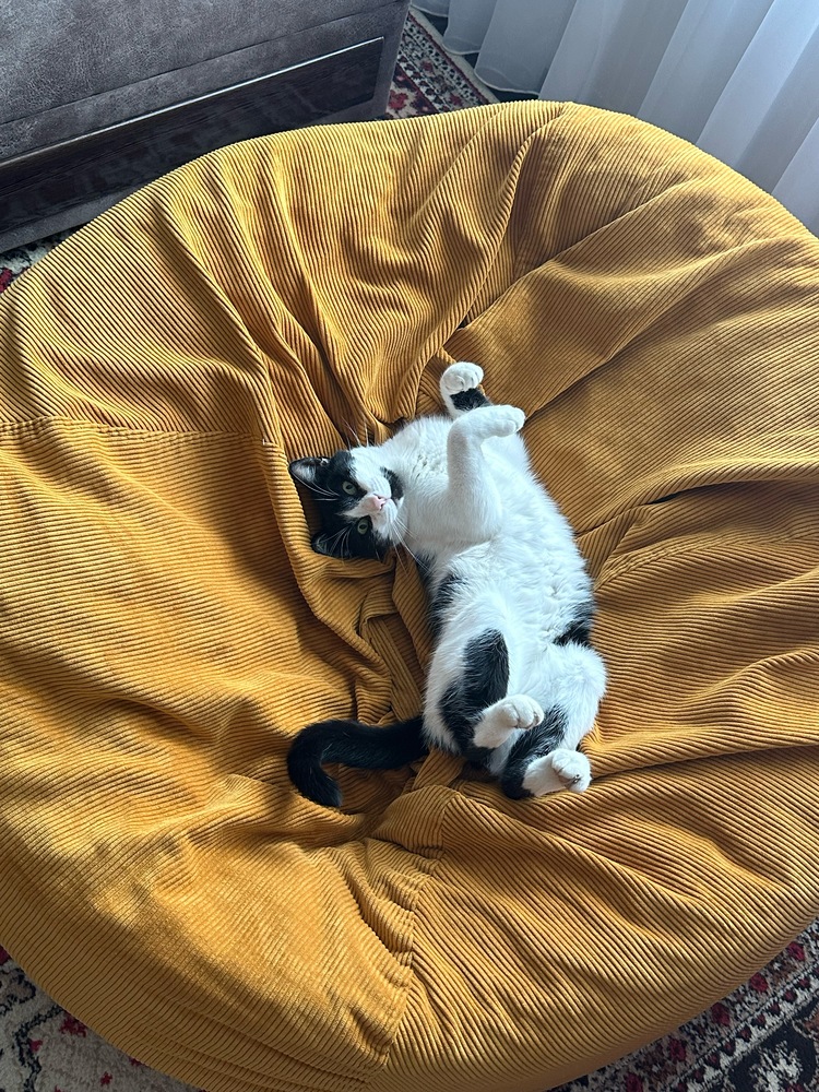 Fotoliu Puf CHIC, Tip Para, cu maner, material tapiterie velur, anti ...