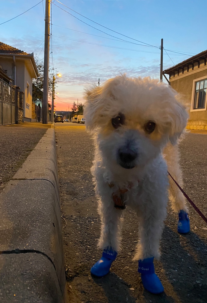Set 4 papuci de ploaie pentru caini mici/catei, pisici sau alte animale ...