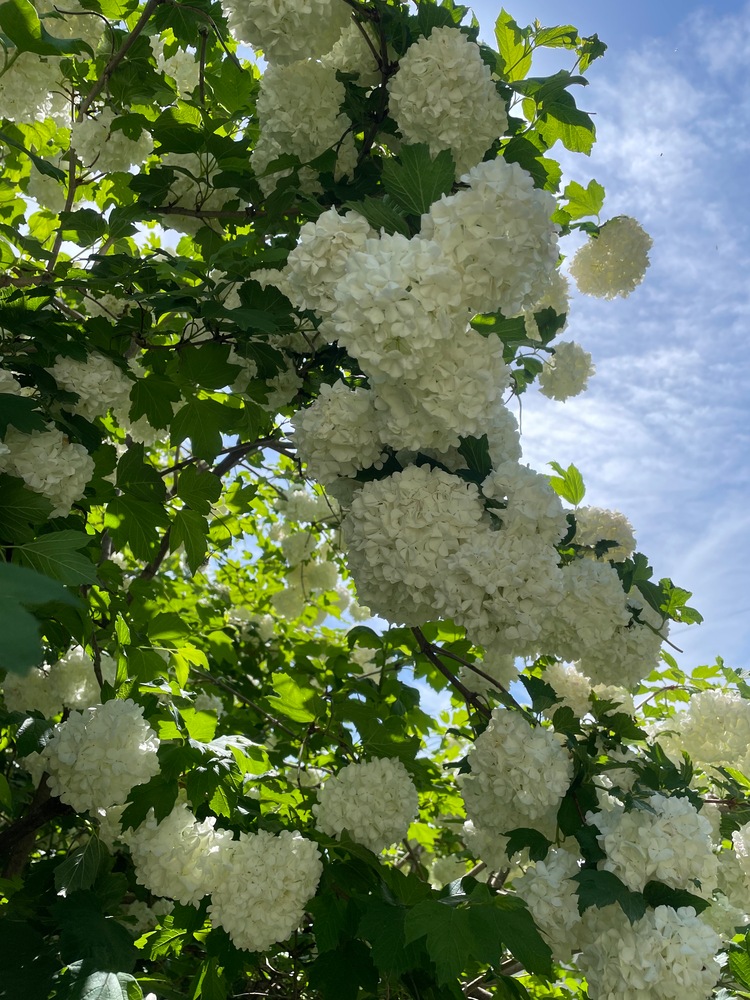 Telefon mobil Apple iPhone 12, 128GB, 5G, Green - eMAG.ro