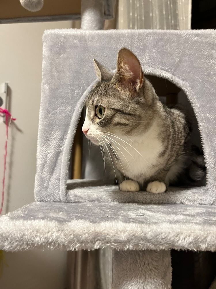 Ansamblu de joaca pentru pisici orizontal si vertical tip carton de zgariat cu jucarie ...