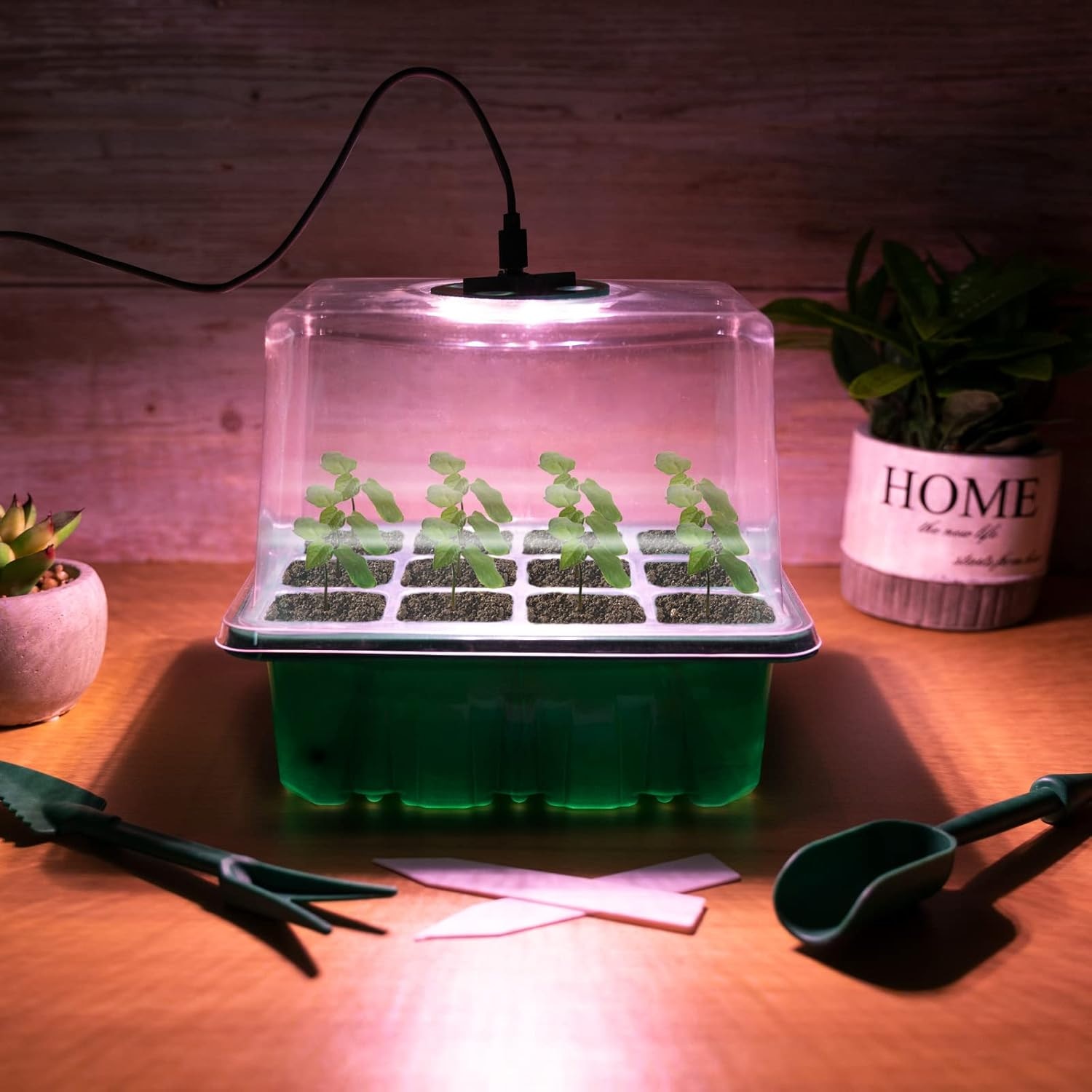 Minisera 5 cutii de germinare rasaduri cu 60 celule si lampi de ...