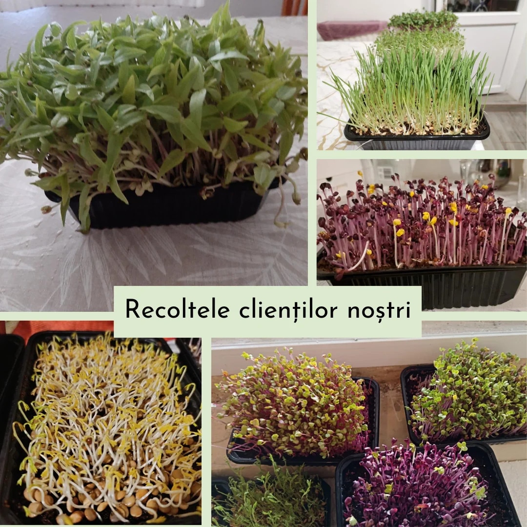 Kitul istet pentru a creste microplante acasa - eMAG.ro