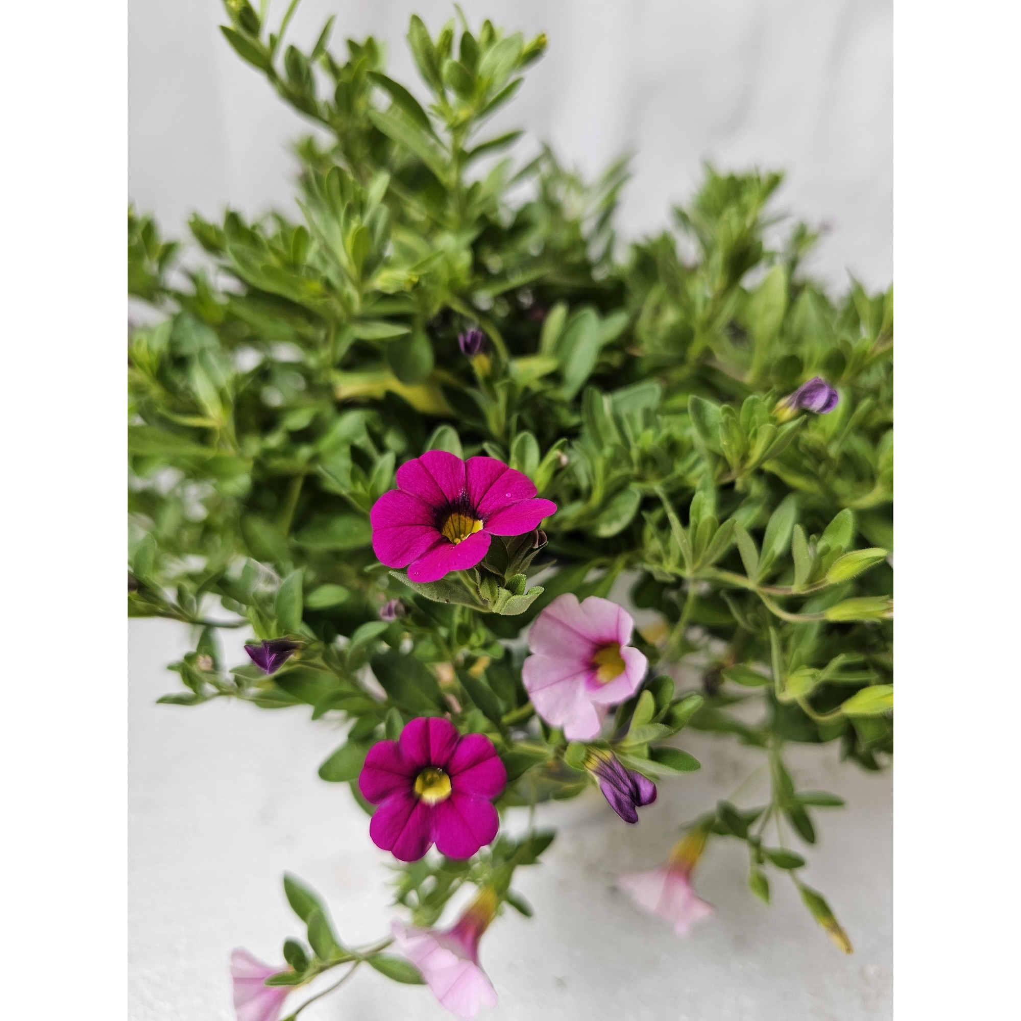 Mini Petunia, Nature, flori multicolore, 15-25cm, planta decorativa ...