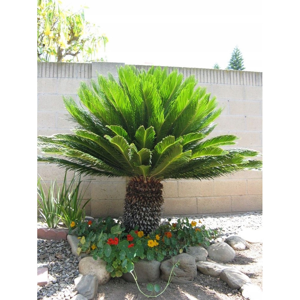 Seminte Cycas Revoluta, 10 Semințe, Germinare 1-3 Luni, Înălțime: 7m ...