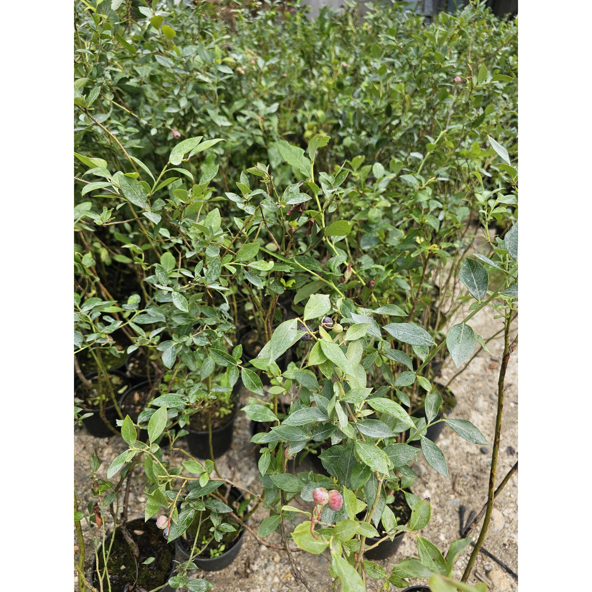 Afin Duke in ghiveci – Soi timpuriu, fructe mari. 80-100cm ( set 10 ...