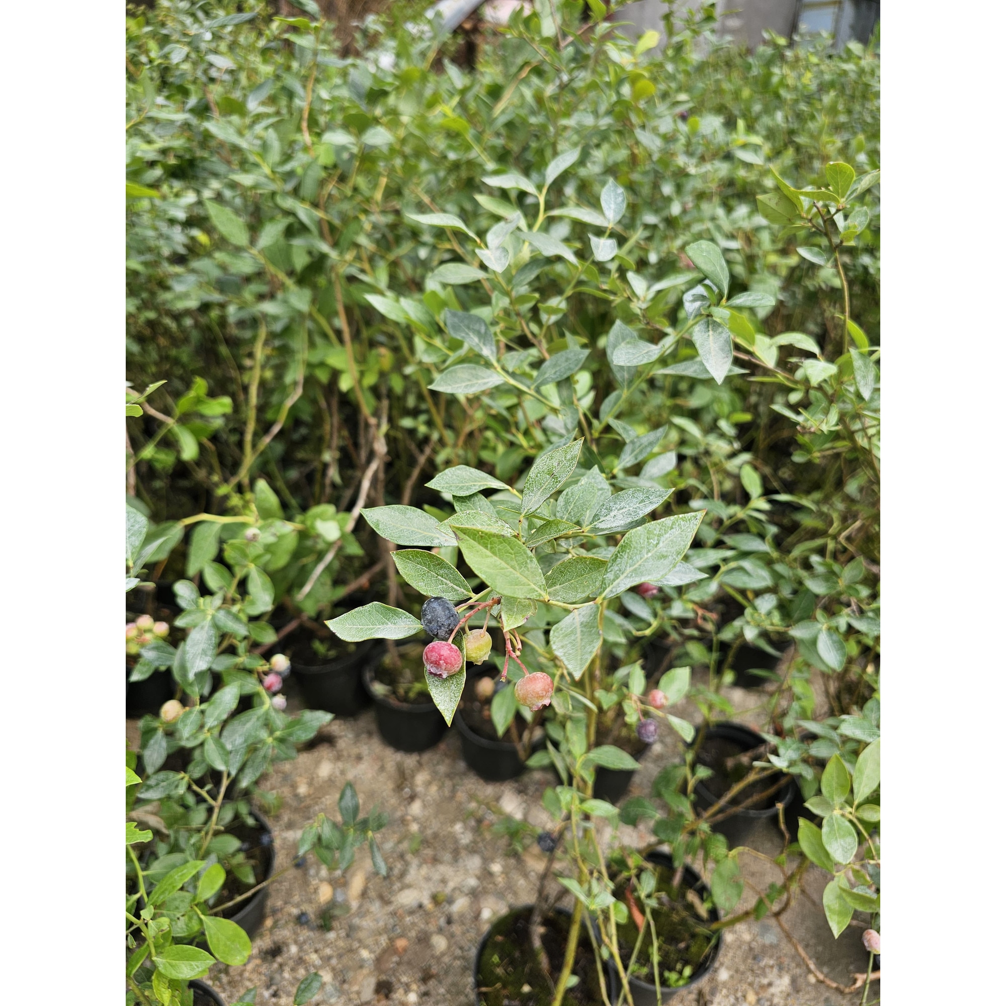 Afin Duke in ghiveci – Soi timpuriu, fructe mari. 80-100cm ( set 10 ...