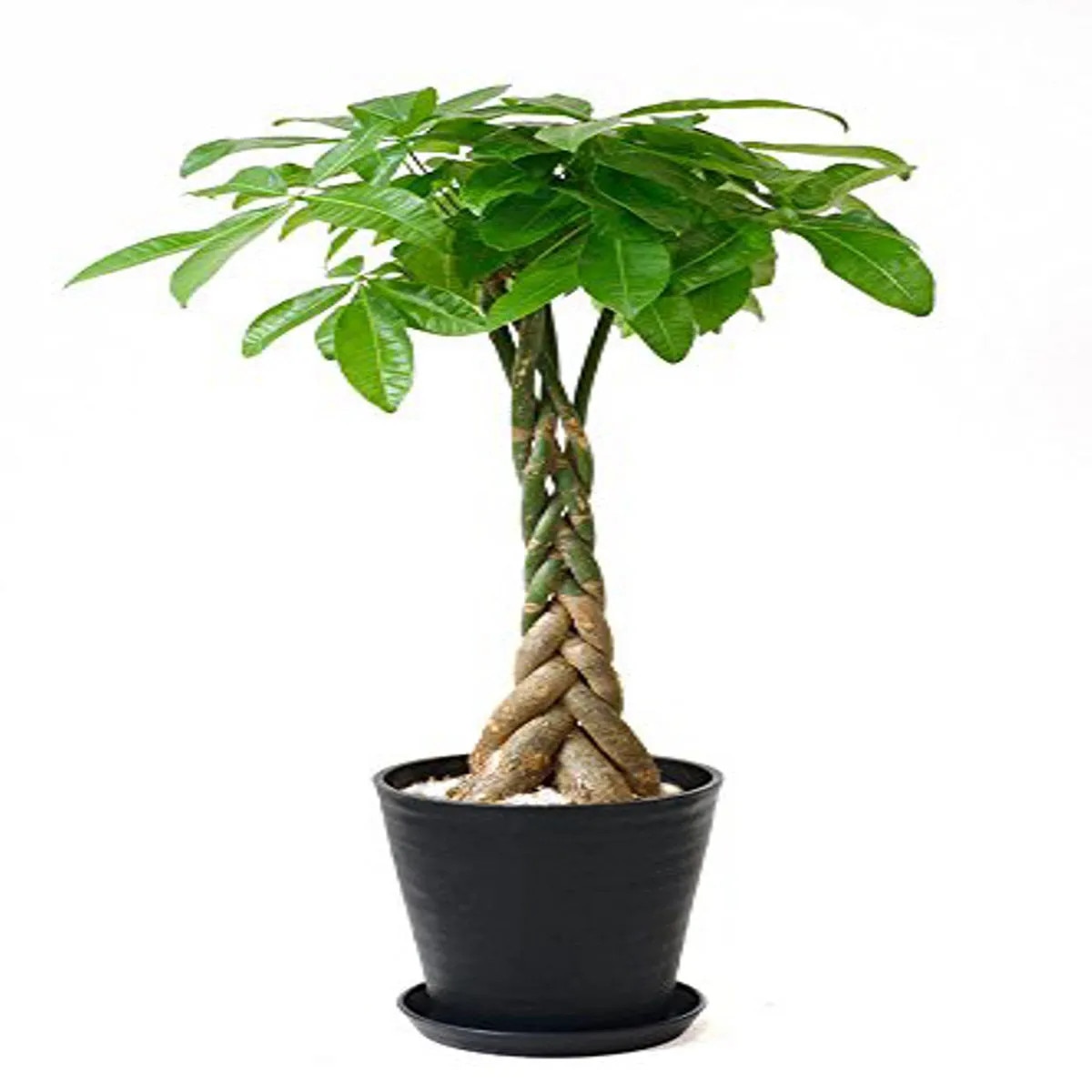 Arborele Banilor, Serafina, Pachira Aquatica, trunchi impletit, frunze ...