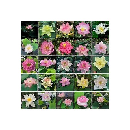 100 Seminte de Lotus pentru Gradina, Colectie de Flori Rezistente - eMAG.ro