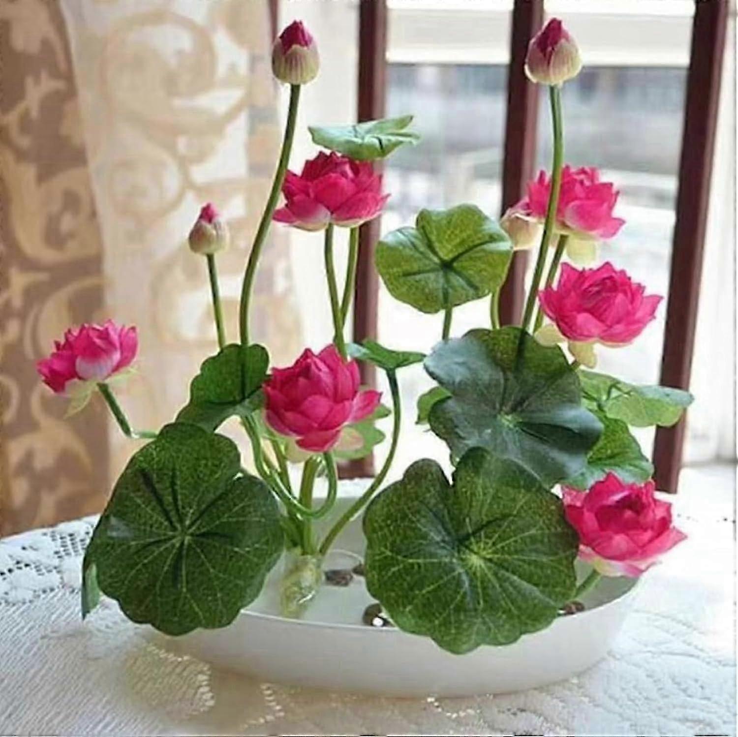 Pachet 100 seminte de lotus, plante de gradina, Multicolor - eMAG.ro