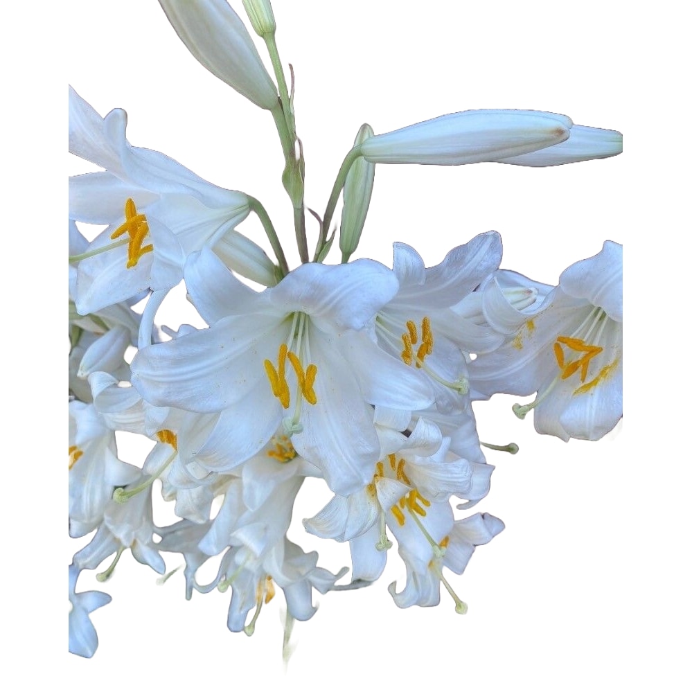 Planta perena Crinul alb (Lilium candidum) - eMAG.ro