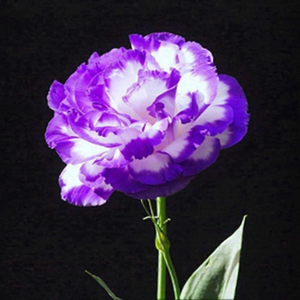 Seminte flori Eustoma Lisianthus, set 50 buc, non-GMO, usor de plantat ...