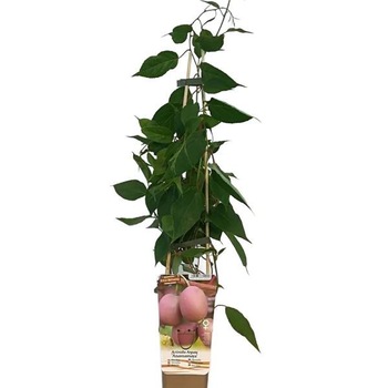 Cauți kiwi? Alege din oferta eMAG.ro