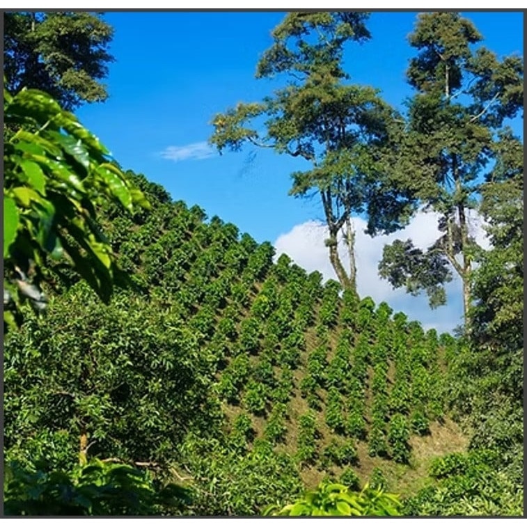 Cafea boabe Columbia Huila Finca Buenos Aires Geisha, gust dulce și ...