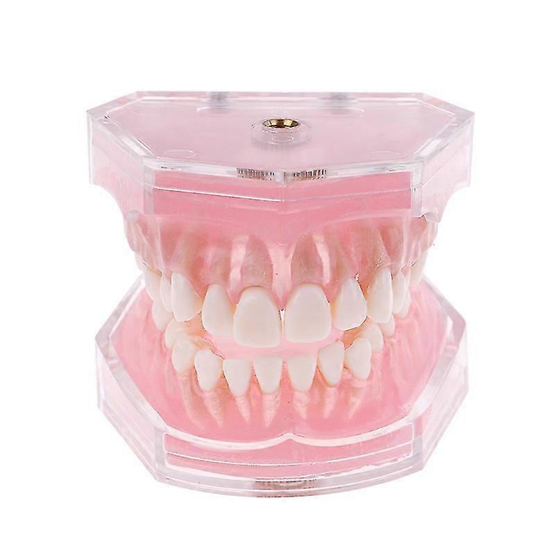 Model dentar ortodontic standard cu 28 de dinti detasabili, Transparent ...