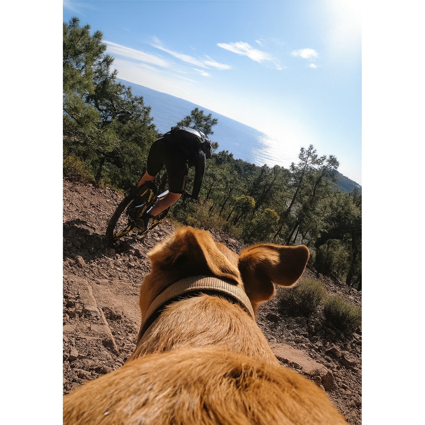 Set ham pentru catei, cu 2 suporturi de camere, compatibil cu GoPro si ...