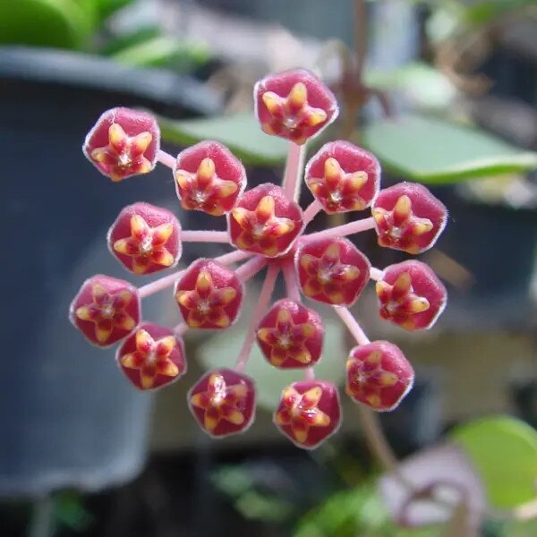Planta naturala de interior Hoya 'DS-70' (aff. burtoniae) D6 - eMAG.ro