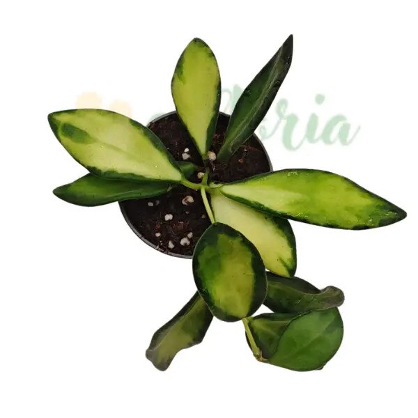 Planta naturala de interior Hoya 'DS-70' (aff. burtoniae) D6 - eMAG.ro