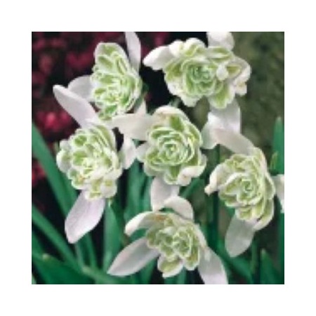 Ghiocei cu flori mari, duble - Galanthus Flore Pleno - pachet 3 bulbi ...