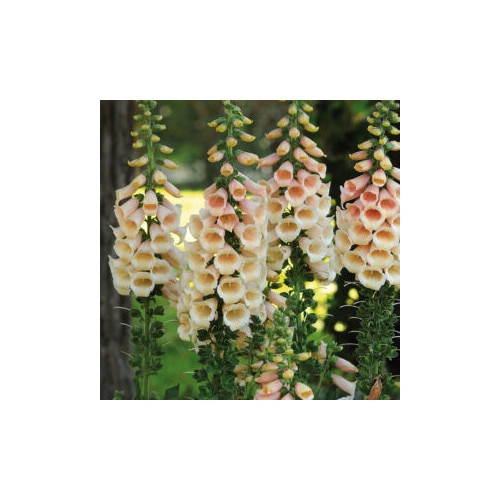 Degetel - Digitalis purpurea 'Apricot Beauty' sau Foxglove - planta ...