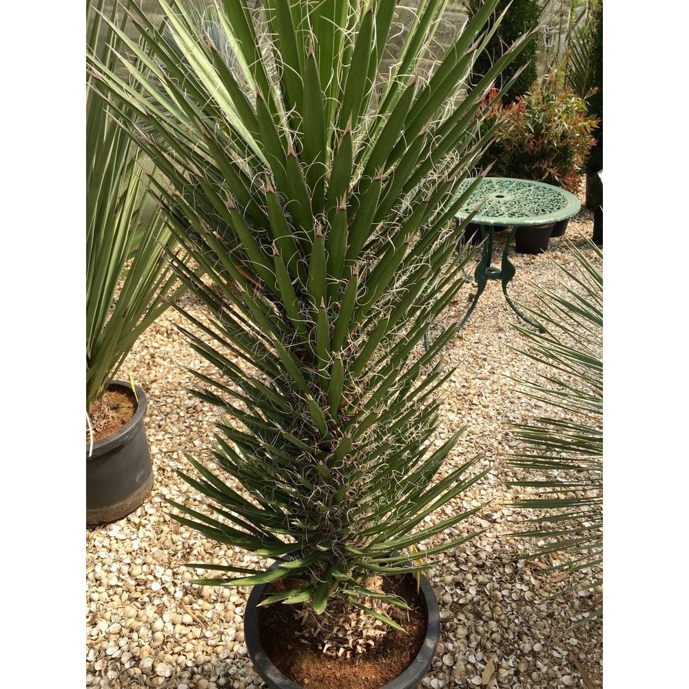 Seminte Yucca Filifera, Juca Olbrzymie, 50 Bucati, Crestere Rapida Si ...