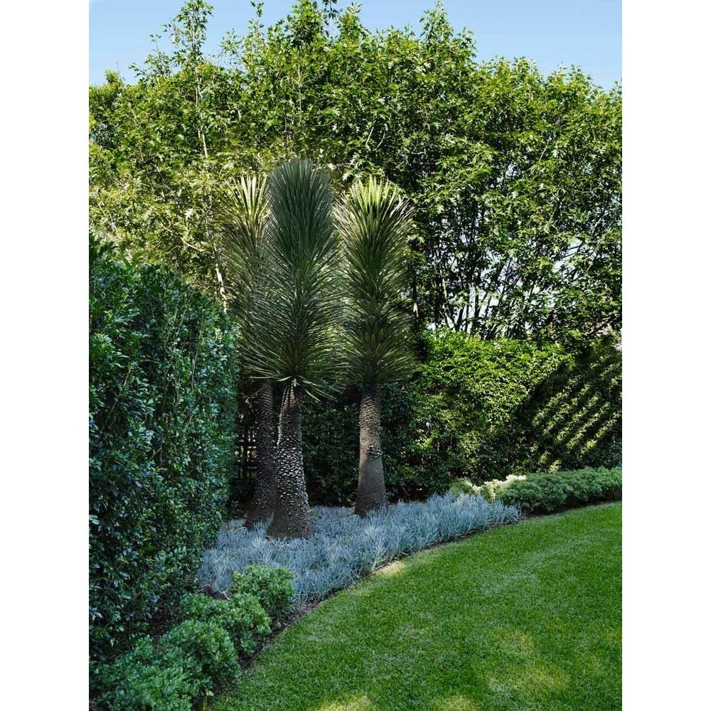 Seminte Yucca Filifera, Juca Olbrzymie, 50 Bucati, Crestere Rapida Si ...