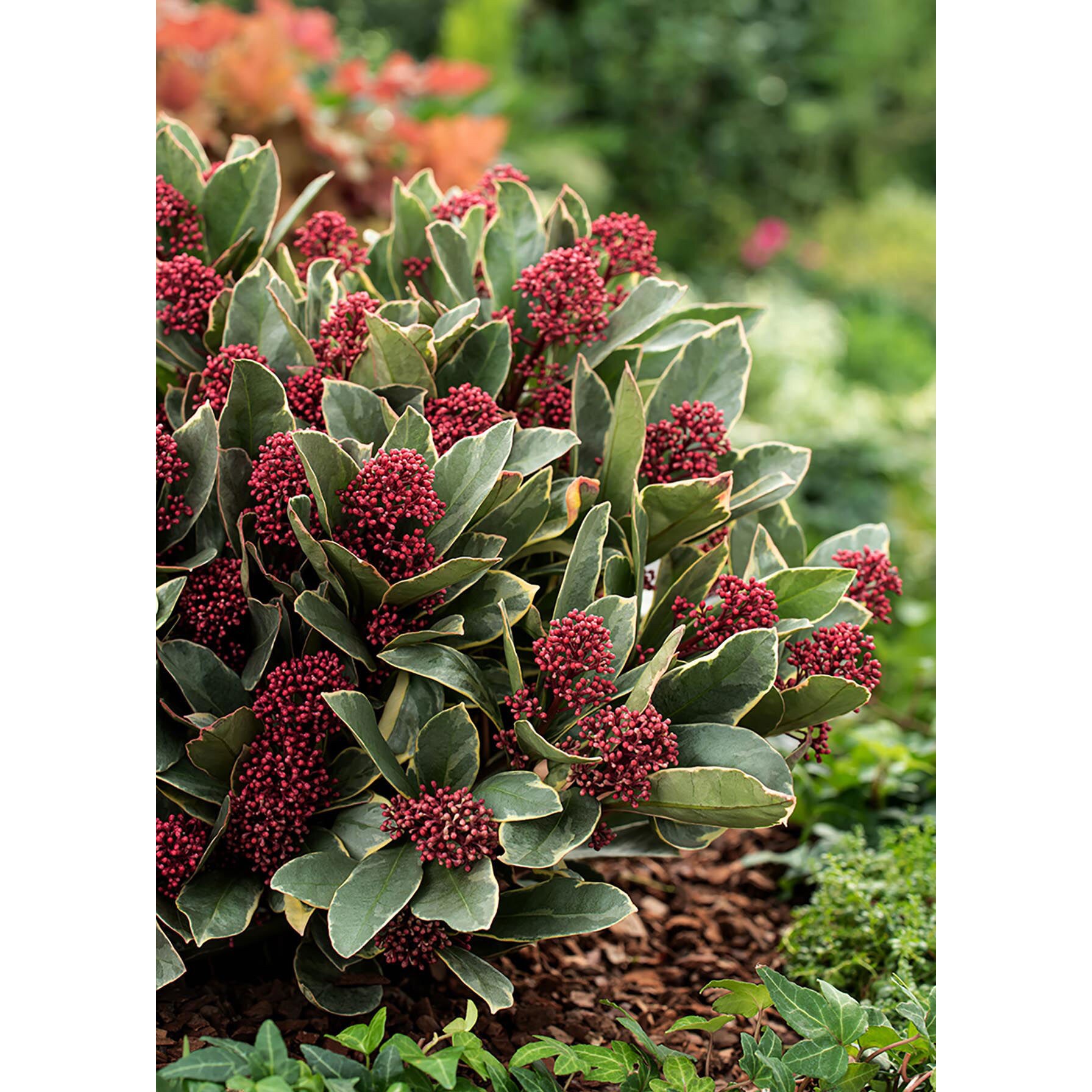 Skimmia Perosa Japonica - planta perena cu frunzis persistent la ...