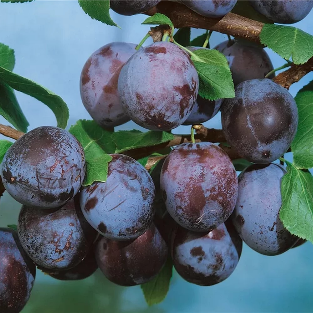 Prun Amers, Prunus Domestica, ghiveci 3.6L, H 120-140 cm - eMAG.ro