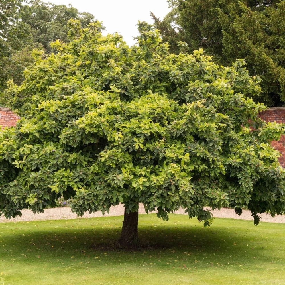 Mosmon, Mespilus Germanica, butas in turba 11L, H 130-150 cm - eMAG.ro