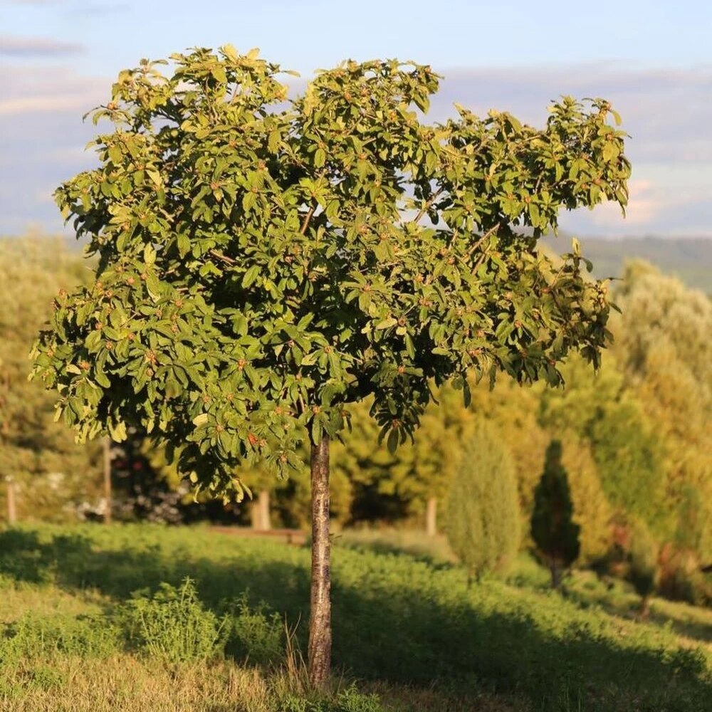 Mosmon, Mespilus Germanica, butas in turba 11L, H 130-150 cm - eMAG.ro