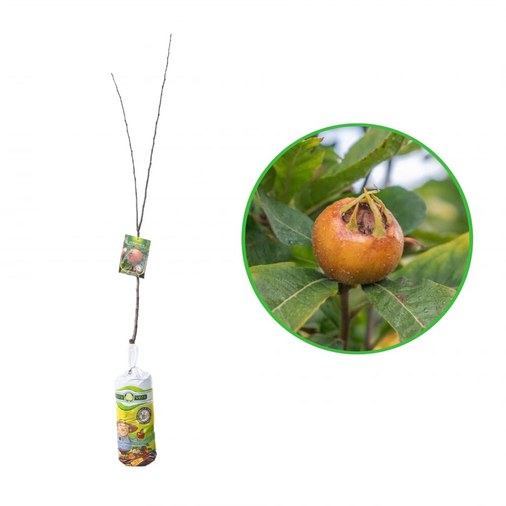 Mosmon, Mespilus Germanica, butas in turba 11L, H 130-150 cm - eMAG.ro