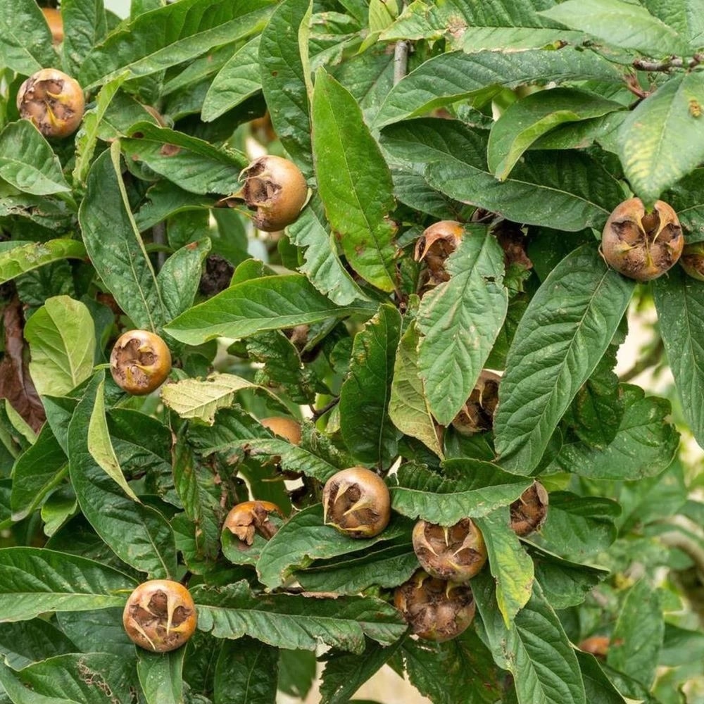Mosmon, Mespilus Germanica, butas in turba 11L, H 130-150 cm - eMAG.ro
