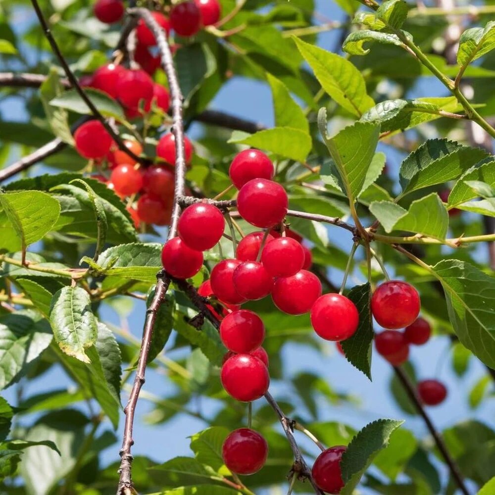 Visin Columnar Rubina, Prunus Cerasus, butas - radacina ambalata, H 80 ...