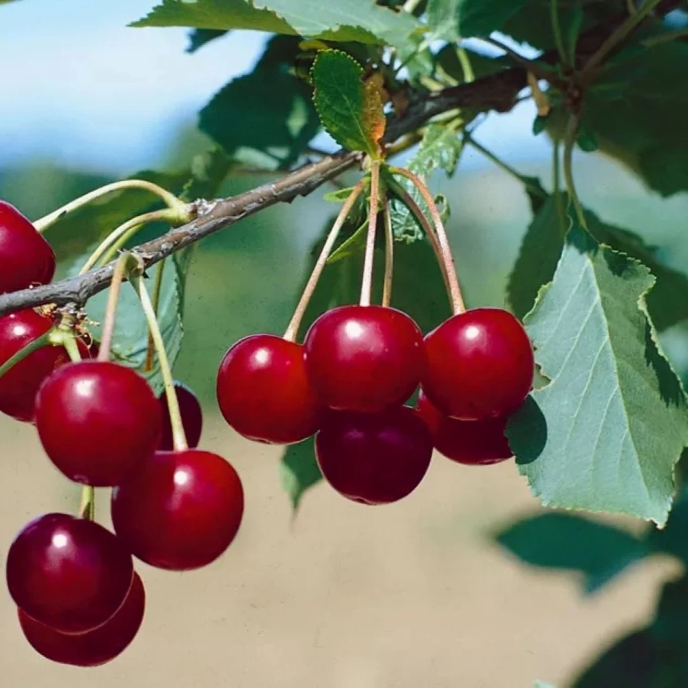 Visin Columnar Rubina, Prunus Cerasus, butas - radacina ambalata, H 80 ...