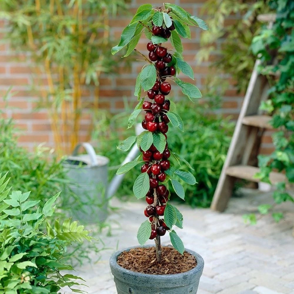 Visin Columnar Rubina, Prunus Cerasus, butas - radacina ambalata, H 80 ...
