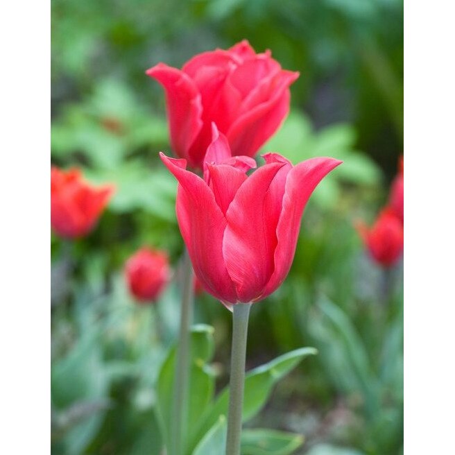 Bulb lalea, Tulipa Pretty Woman 12/+, 5 bulbi - eMAG.ro