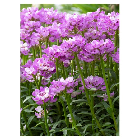 Planta perena Iberis ‘Absolutely Amethyst’ – ghiveci C2 - eMAG.ro