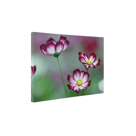 Flori de cosmos - Tablou Canvas - 35x45 cm - eMAG.ro