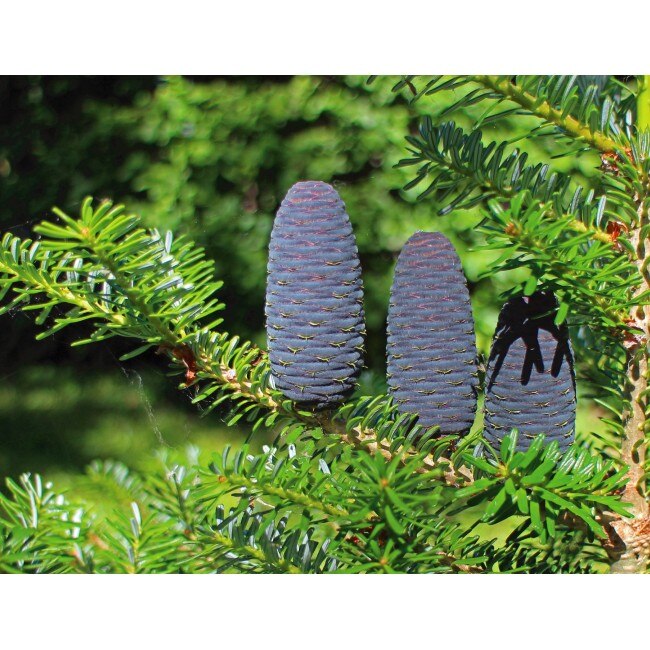 Brad corean - Tablou Canvas - 35x45 cm - eMAG.ro