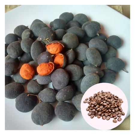 Seminte Dialium Indum – Pruna Tamarindului Velvet, specie tropicala ...