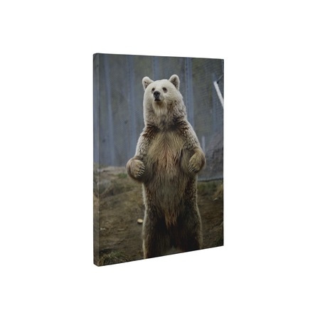 Ursul curios - Tablou Canvas - 25x35 cm - eMAG.ro