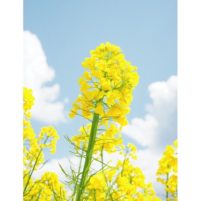 Floare de rapita - Tablou Canvas - 25x35 cm - eMAG.ro